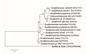 Anaerobic Biodegradation of Polyaromatic Hydrocarbons by a Sulfate ...