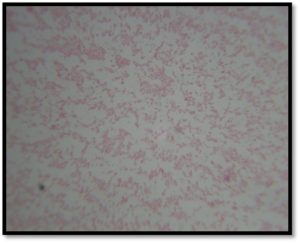 Isolation, Identification and Molecular Characterization of Brucella ...