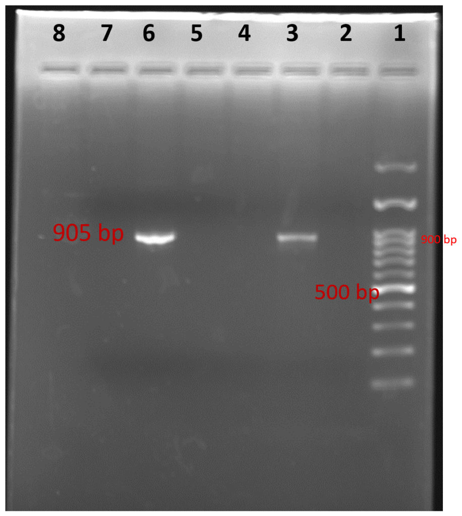 Isolation, Identification and Molecular Characterization of Brucella ...