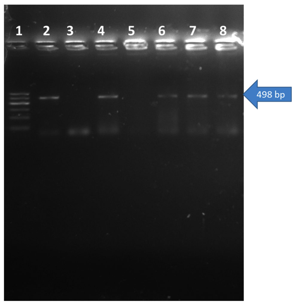Isolation, Identification and Molecular Characterization of Brucella ...