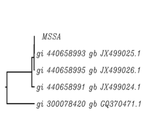 Comparative Analysis of mecA and nuc Gene Sequences of Staphylococcus ...