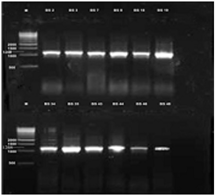 Isolation and Identification of Common Mastitis Causing Pathogens from ...