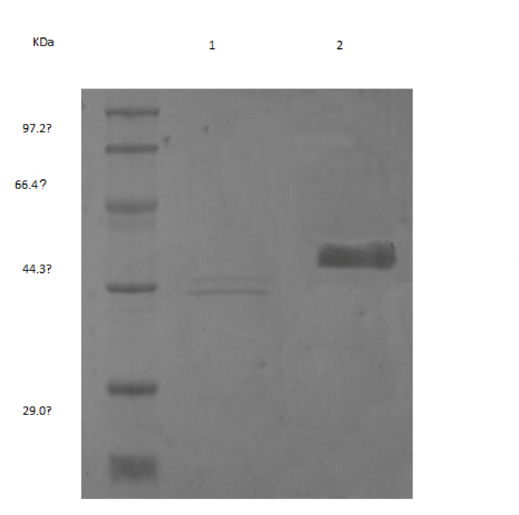 Characterization of a Novel endo-β-1,4-glucanase from the Model Soft ...