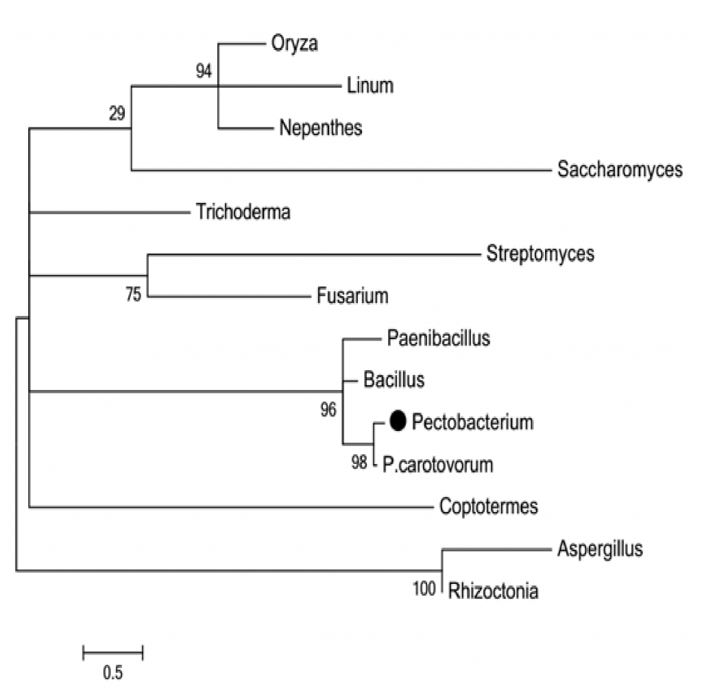 Characterization of a Novel endo-β-1,4-glucanase from the Model Soft ...