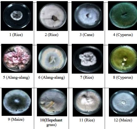 Growth Promotion of Rice Plant by Endophytic Fungi - Journal of Pure ...