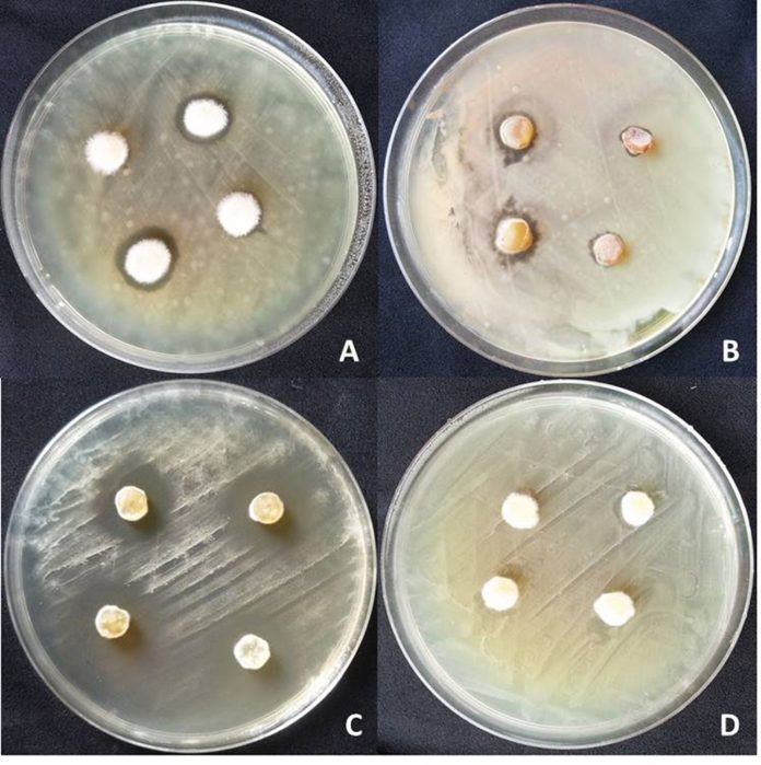 Biological Control Properties of Cyathus spp. to Control Plant Disease ...