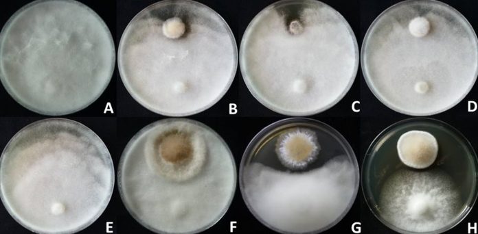 Biological Control Properties of Cyathus spp. to Control Plant Disease ...