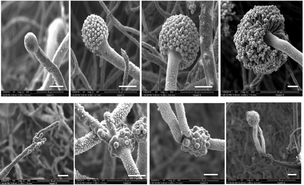 Morphological Changes of Conidiogenesis in Two Aspergillus Species ...