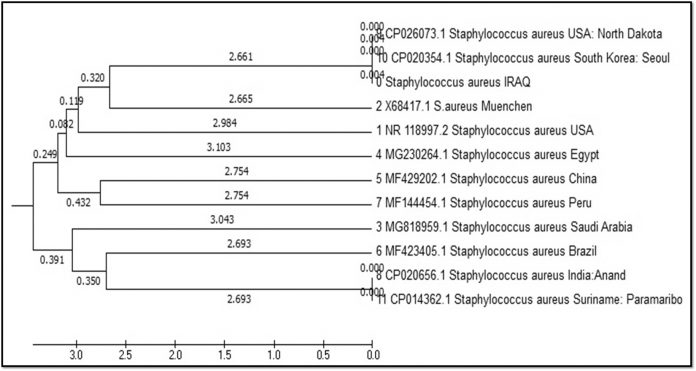 Phylogenetic tree and Submission of Staphylococcus aureus Isolate from ...