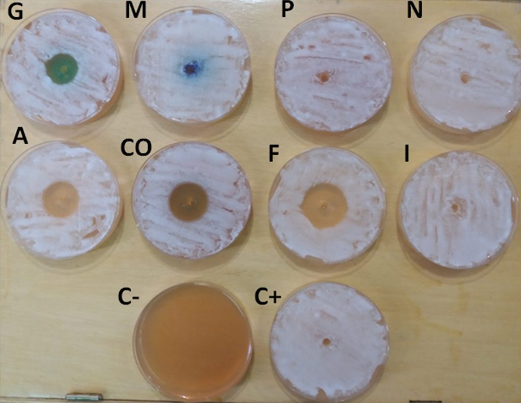 In vitro Study of Topical Antiseptics Used to Treat Mycological Gill ...