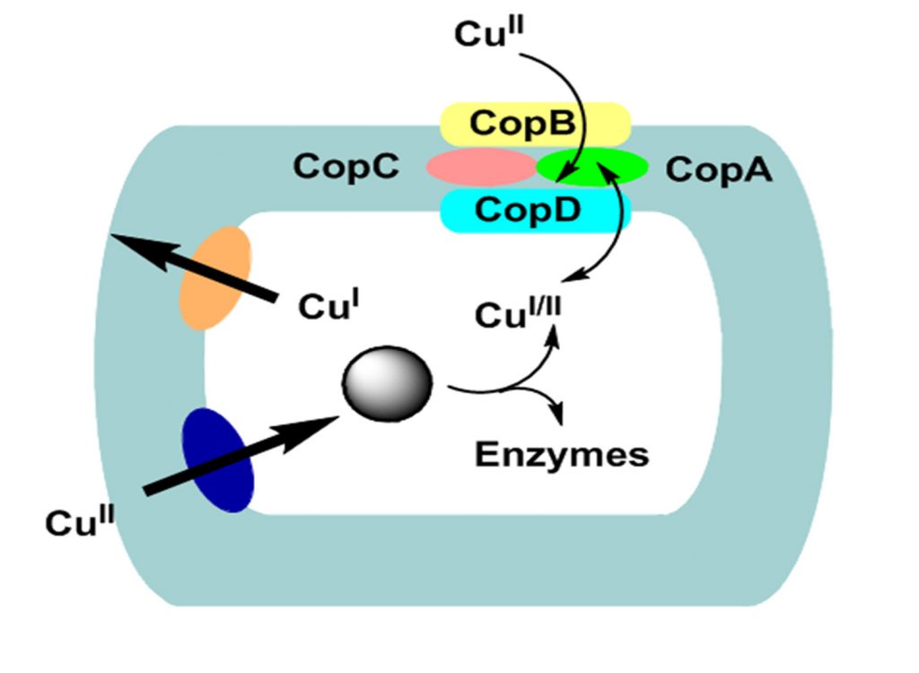 Recent Progress in Metal-Microbe Interactions: Prospects in ...