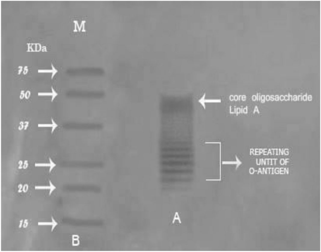Endotoxin Production by Pseudomonas aeruginosa ATCC 9027 with Potential ...