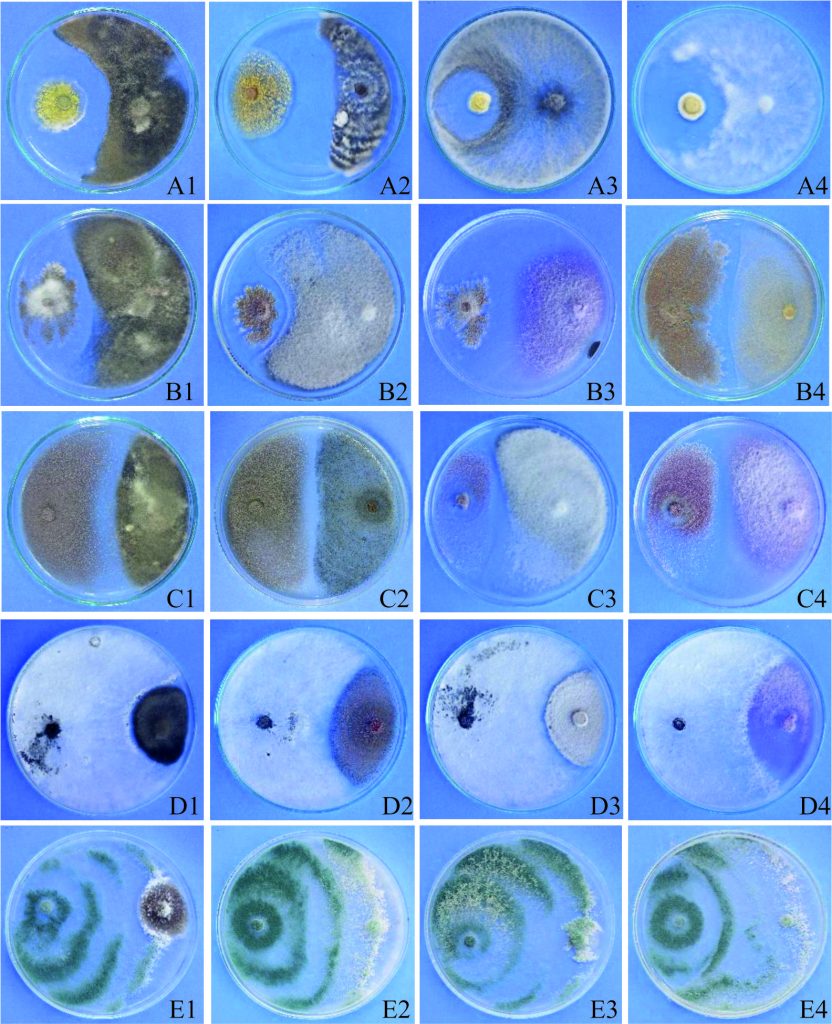 Marine-Derived Fungi: A Promising Source of Halo Tolerant Biological ...