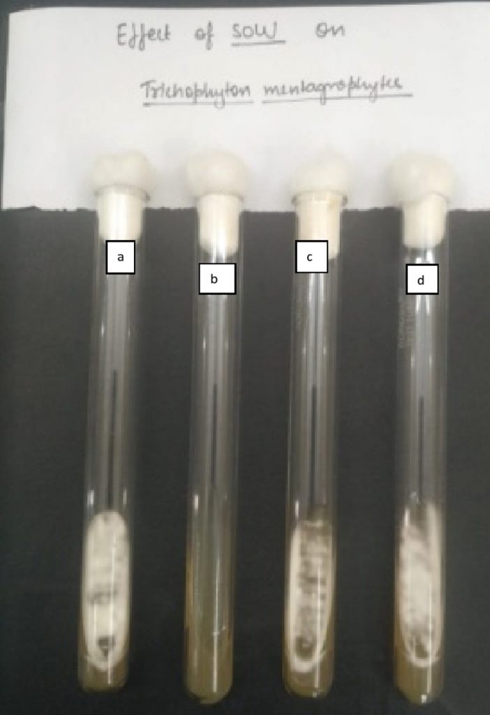 Possible Role of Superoxidised Water in the Treatment of Trichophyton ...