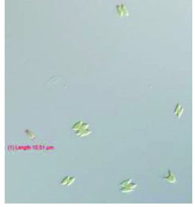 Production of α-linolenic Acid by an Oleaginous Green Algae Acutodesmus ...