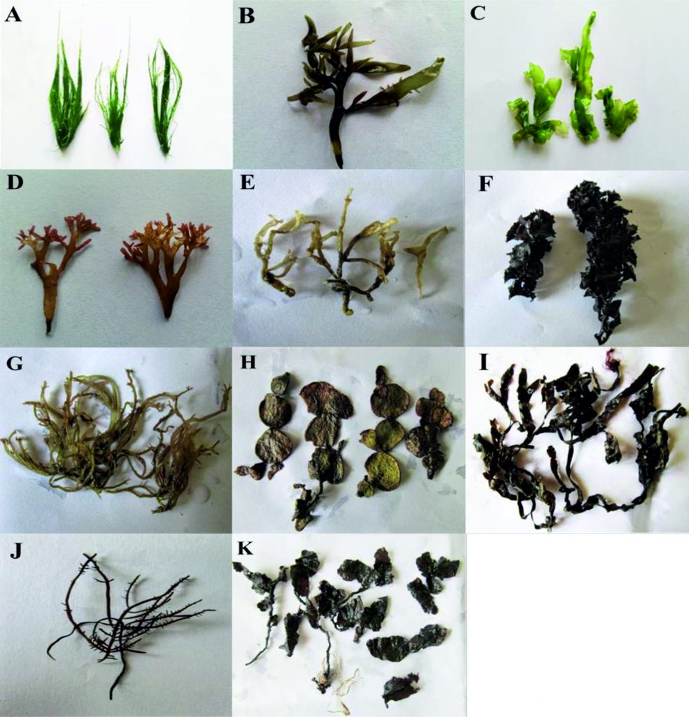 Isolation and Characterization of Marine Endophytic Fungi from Seaweeds ...