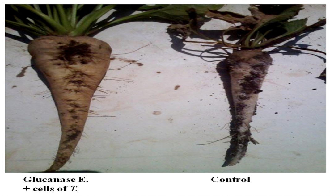 New Approach to Control Sclerotium rolfsii Induced Sugar Beet Root Rots ...