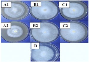 Characterization and Antagonistic Activity of New Causal Agent of Wilt Disease in Imperata ...