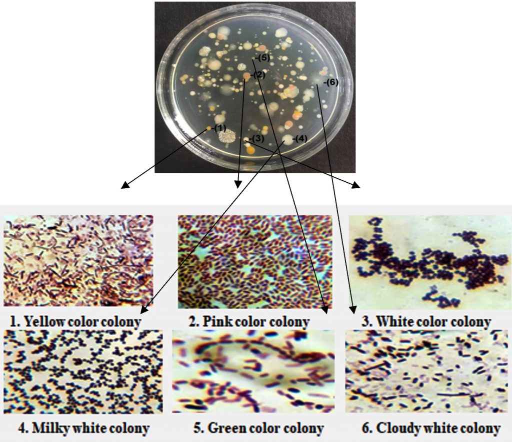 Isolation and Characterization of Microbial Strains from Refinery ...