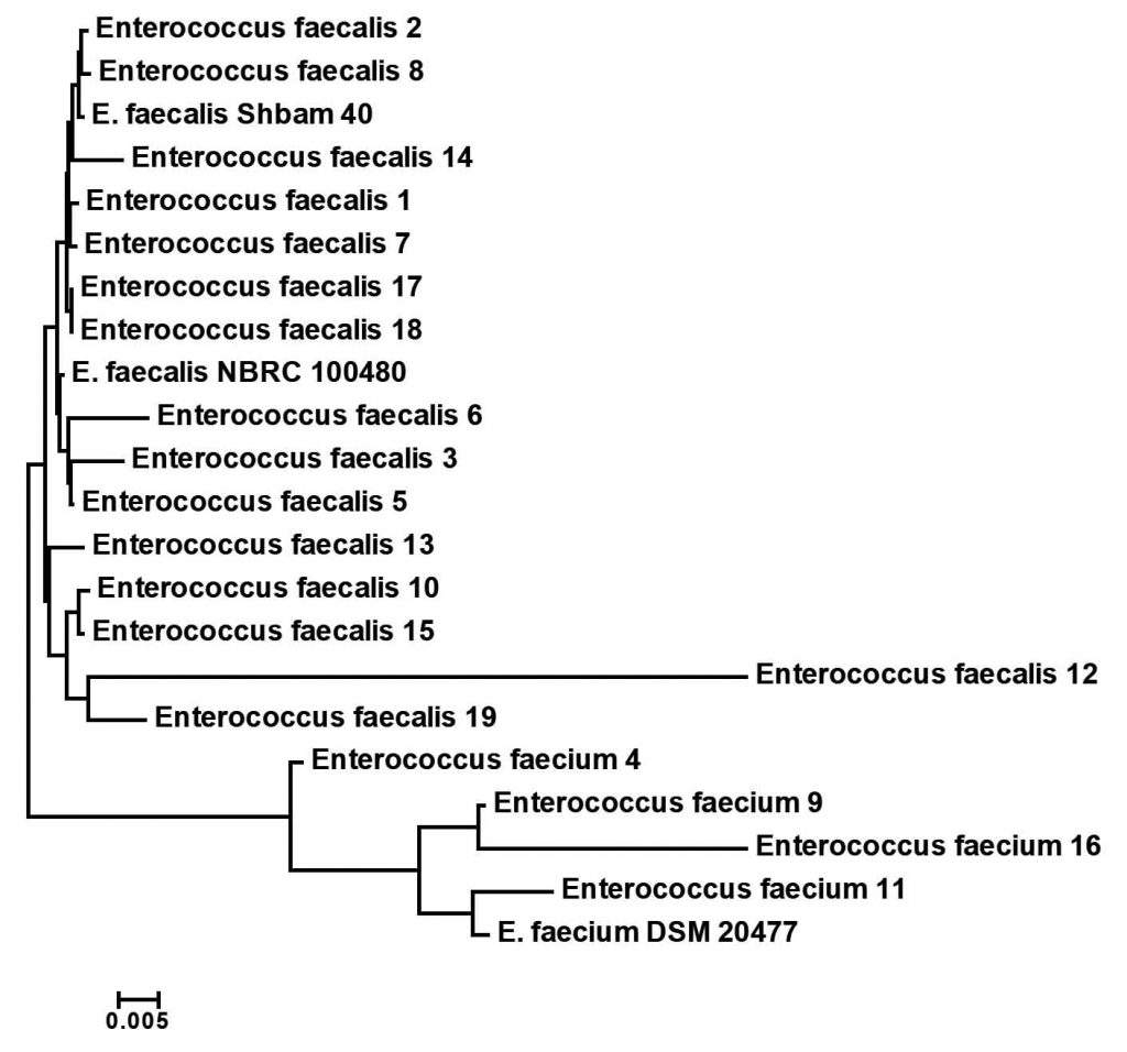 The Antimicrobial Resistance and Prevalence of Enterococcus Species in ...