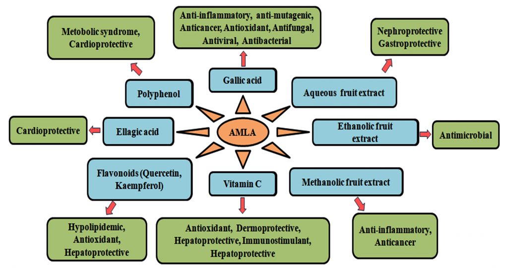Emblica officinalis (Amla) with a Particular Focus on Its Antimicrobial ...