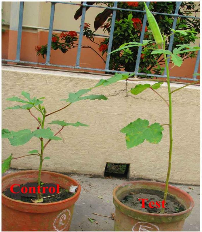 Optimization of Biofertilizer Production and its Application in Plants ...