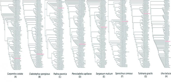DNA-barcoding and Species Identification for some Saudi Arabia Seaweeds ...