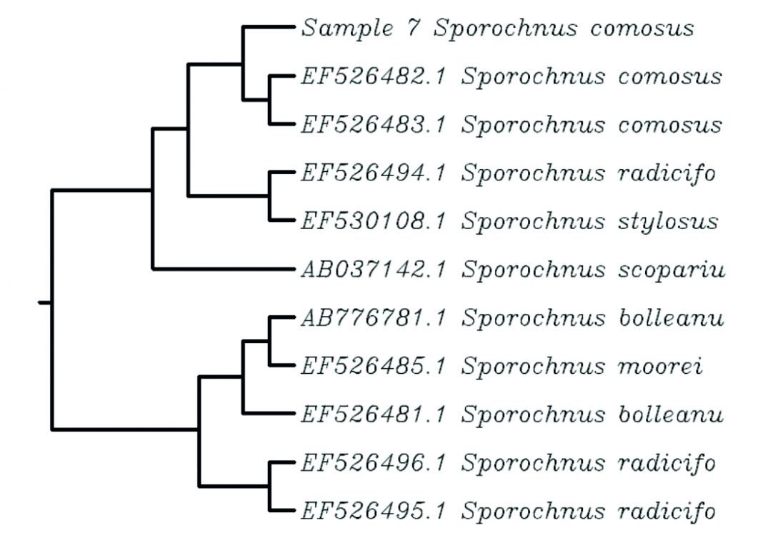 DNA-barcoding and Species Identification for some Saudi Arabia Seaweeds ...