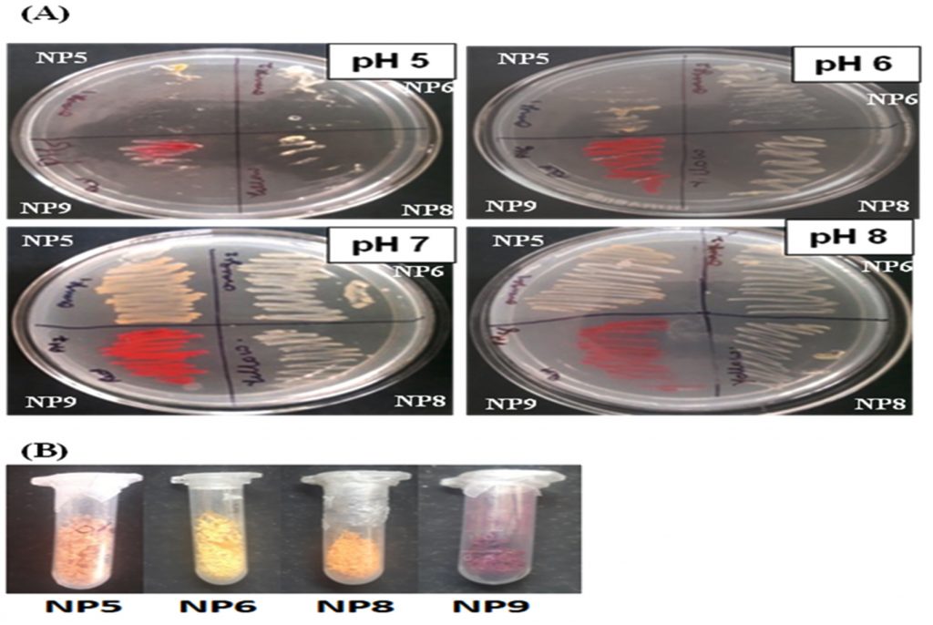 Antibacterial Activity of Marine Bacterial Pigments Obtained from ...