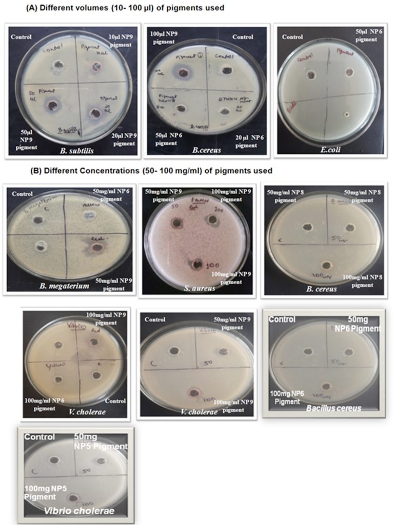 Antibacterial Activity of Marine Bacterial Pigments Obtained from ...