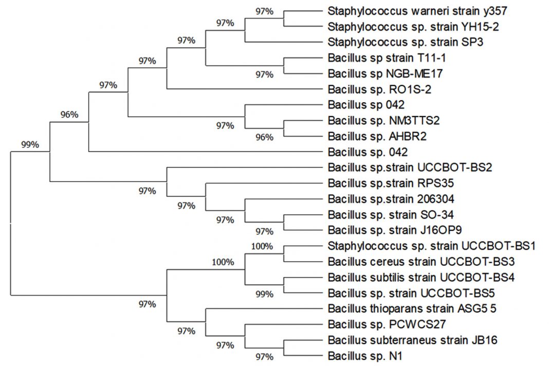 Isolation, Identification and Characterisation of Endophytic Bacteria ...