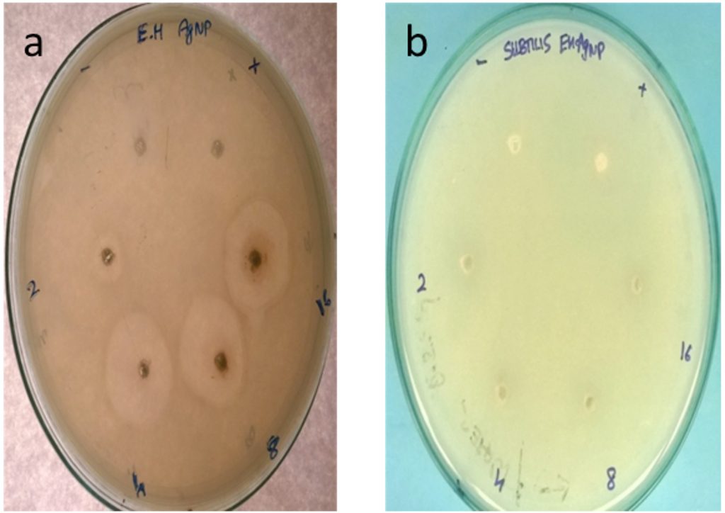 Green Synthesis and Antibacterial Activity Studies of Silver ...