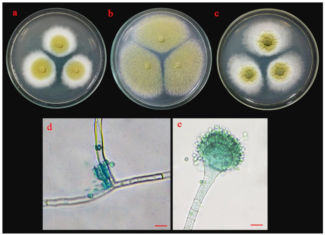 Isolation And Identification Of Fungi With Glucoamylase Activity From Loog Pang Khao Mak A Thai