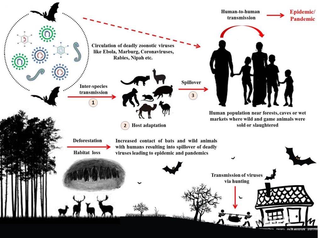 Importance of Bats in Wildlife: Not Just Carriers of Pandemic SARS-CoV ...