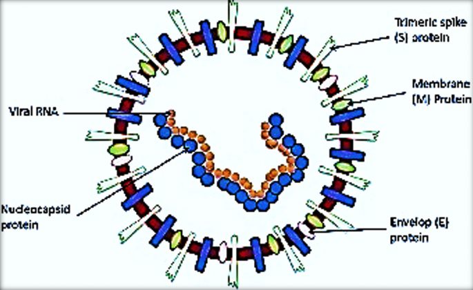 Study of Morphological Nature of Coronavirus: Causes and Prevention ...