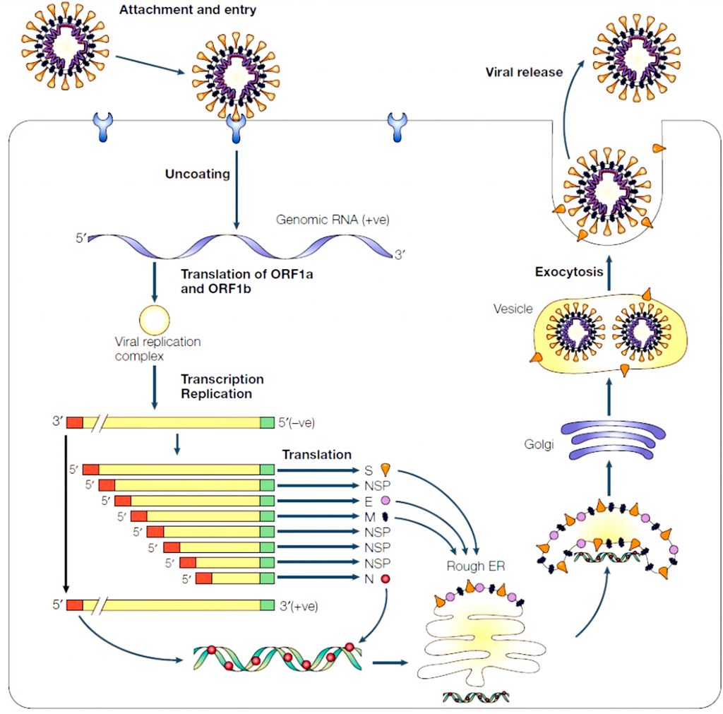 A Review on the Novel Coronavirus Disease based on In-silico Analysis ...