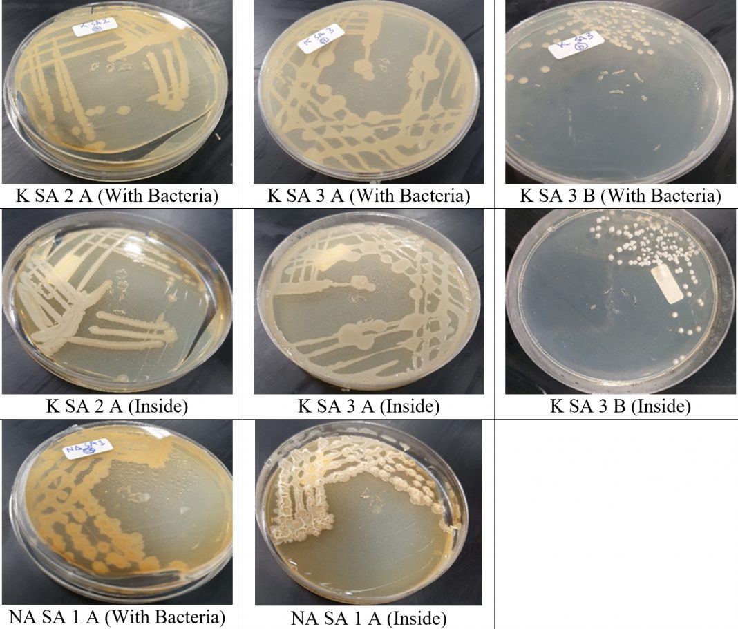 Isolation and Characterization of Thermophilic Bacteria Indigenous to ...