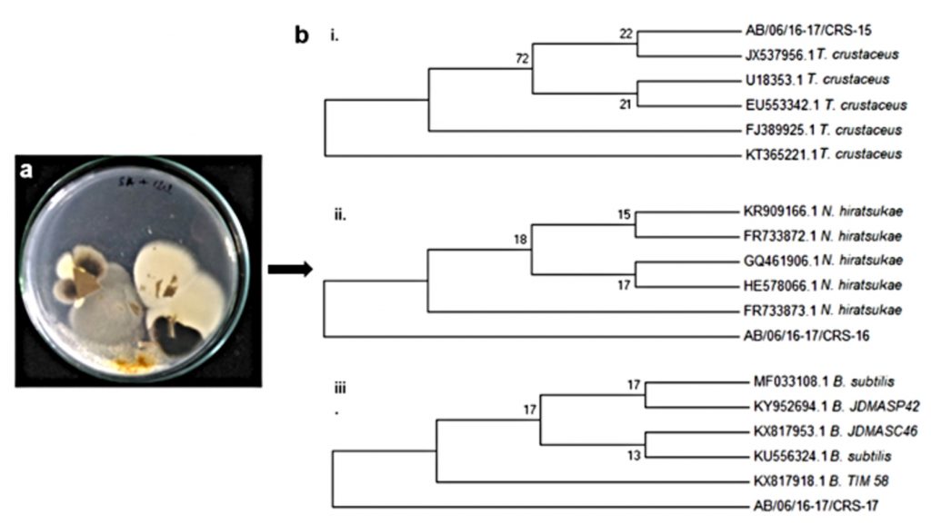 Synergistic Inhibitory Activity of Bacillomycin D, Surfactin and Nisin ...