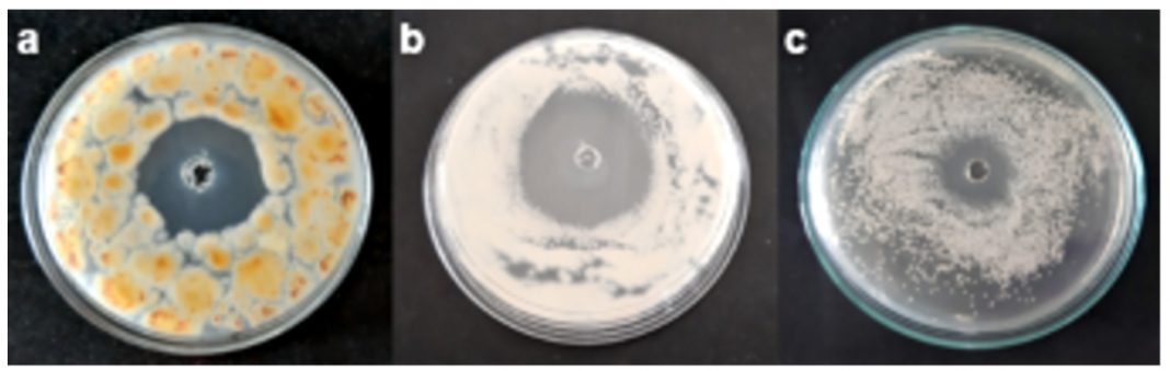 Synergistic Inhibitory Activity of Bacillomycin D, Surfactin and Nisin ...
