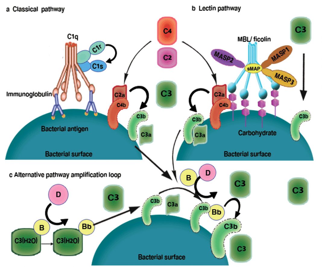 Immune System Evasion Mechanisms in Staphylococcus aureus: Current ...
