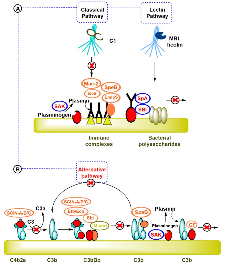 Immune System Evasion Mechanisms in Staphylococcus aureus: Current ...