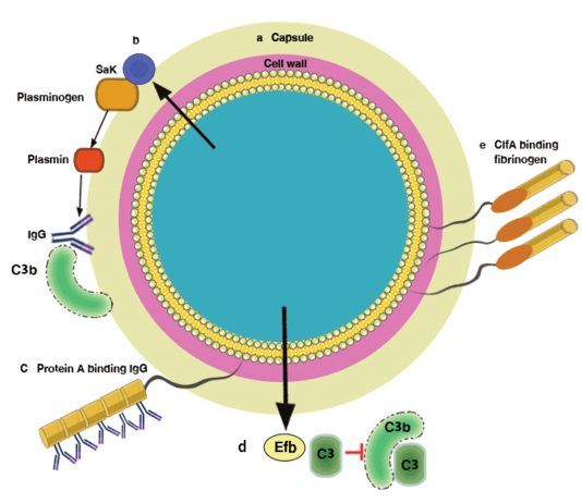 Immune System Evasion Mechanisms in Staphylococcus aureus: Current ...