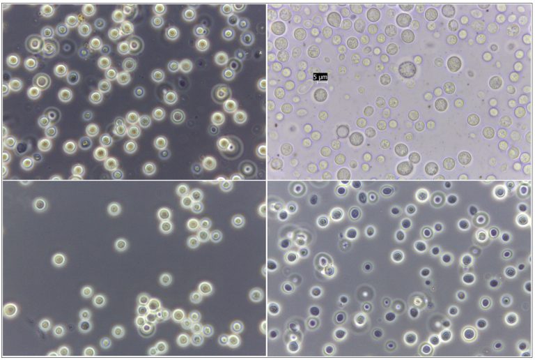 Occurrence and Distribution of Cryptococcus Species in Environmental ...