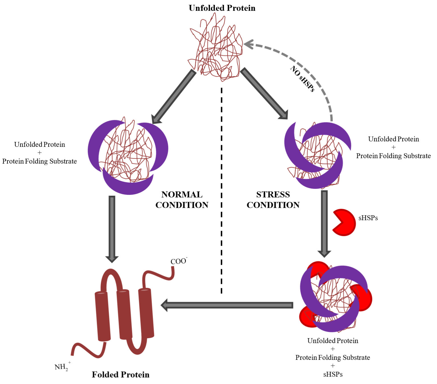 Exploring Small Heat Shock Proteins (sHSPs) for Targeting Drug ...