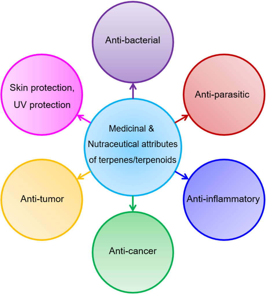 Therapeutic and Biomedical Potentialities of Terpenoids – A Review ...