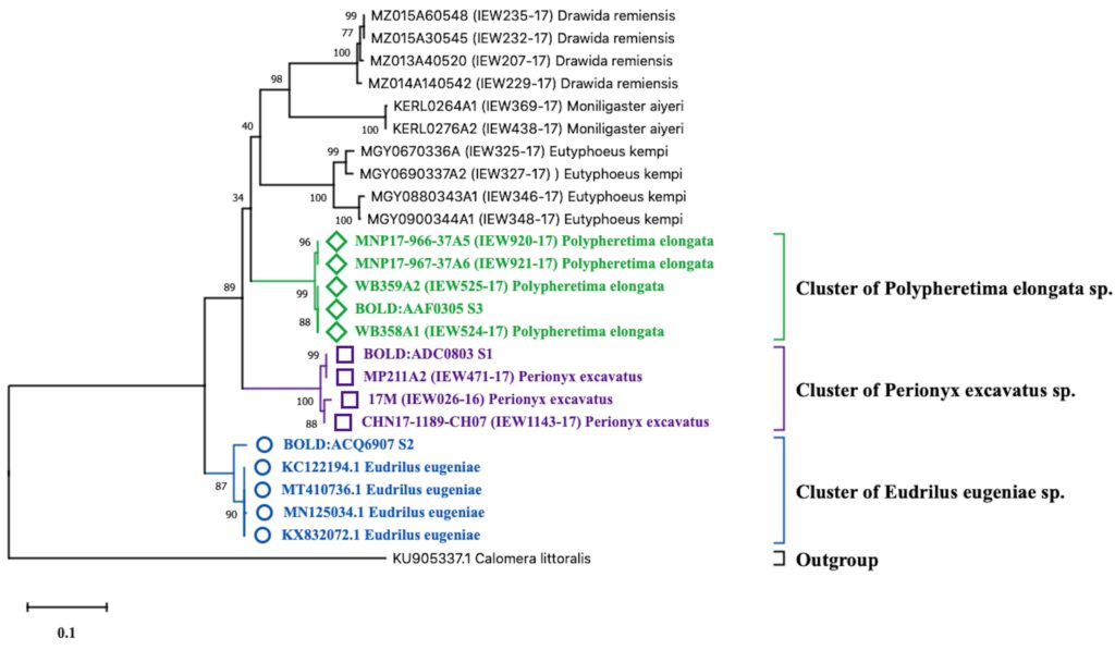 Metagenomic Exploration of Bacterial Community Structure of Earthworms ...