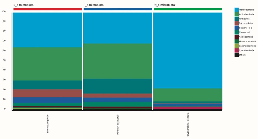 Metagenomic Exploration of Bacterial Community Structure of Earthworms ...