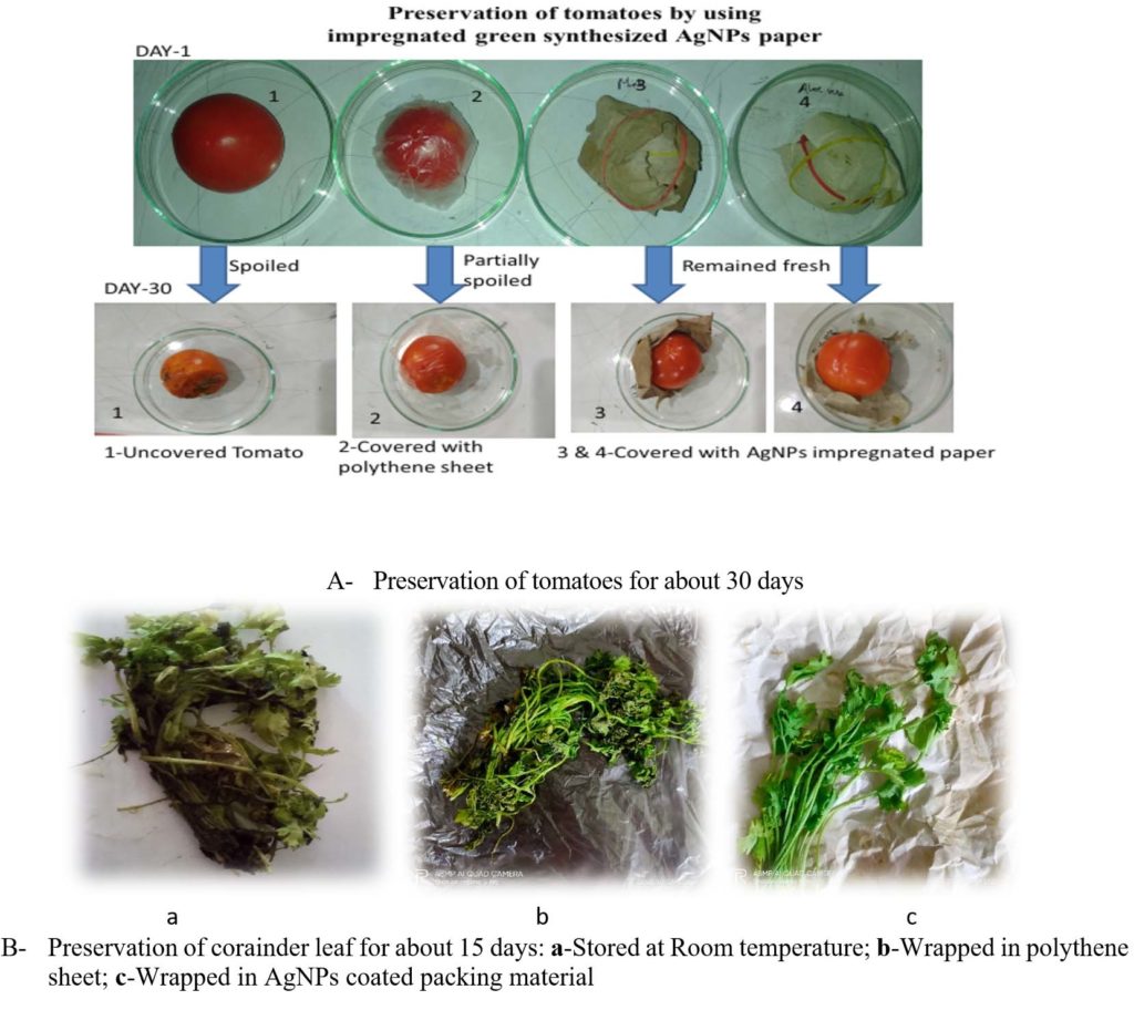 Green Silver Nanoparticles Embedded in Cellulosic Network for Fresh ...