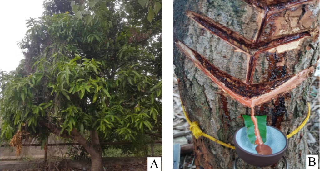 Bioactivity and Plant Growth Stimulation Studies using Mangifera indica ...
