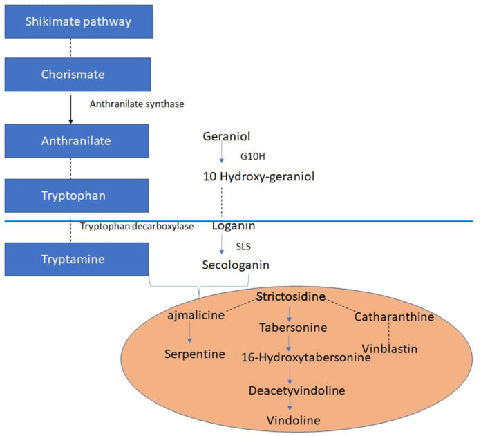 Biosynthesis and Modulation of Terpenoid Indole Alkaloids in ...